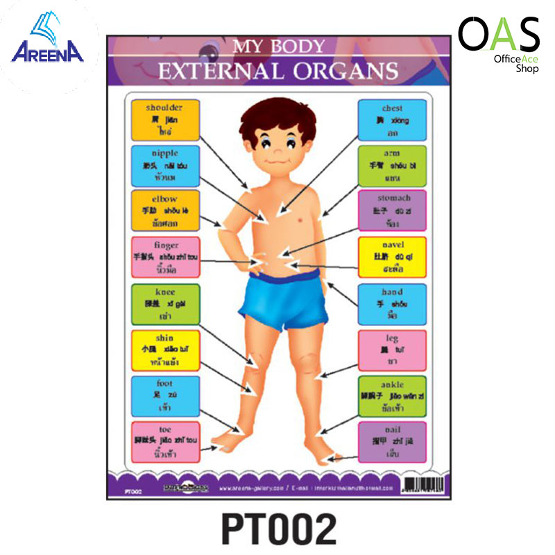 AREENA 3 Language Poster 3 38x51cm PT002 MY BODY 